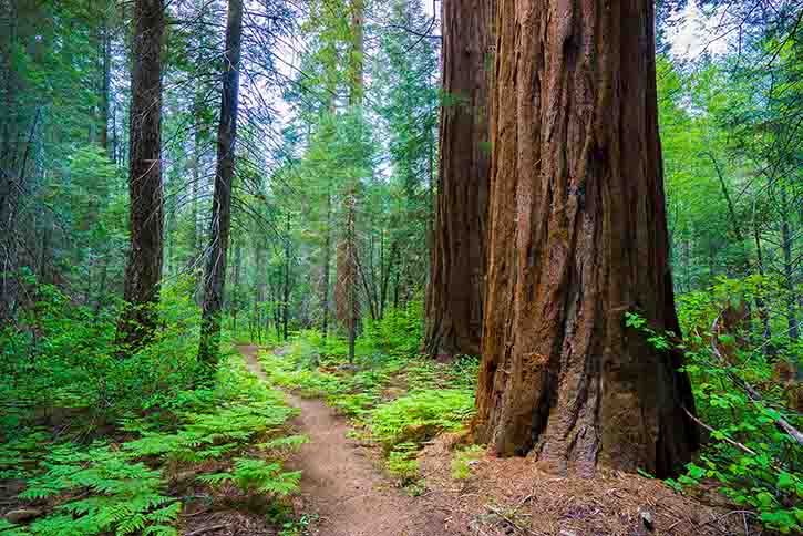 The Nelson Trail