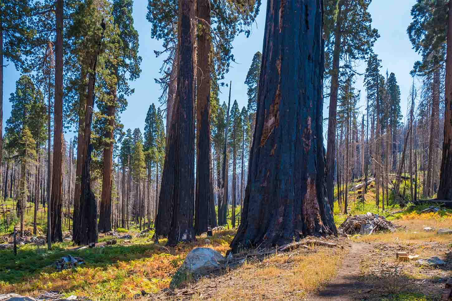 The Nelson Trail