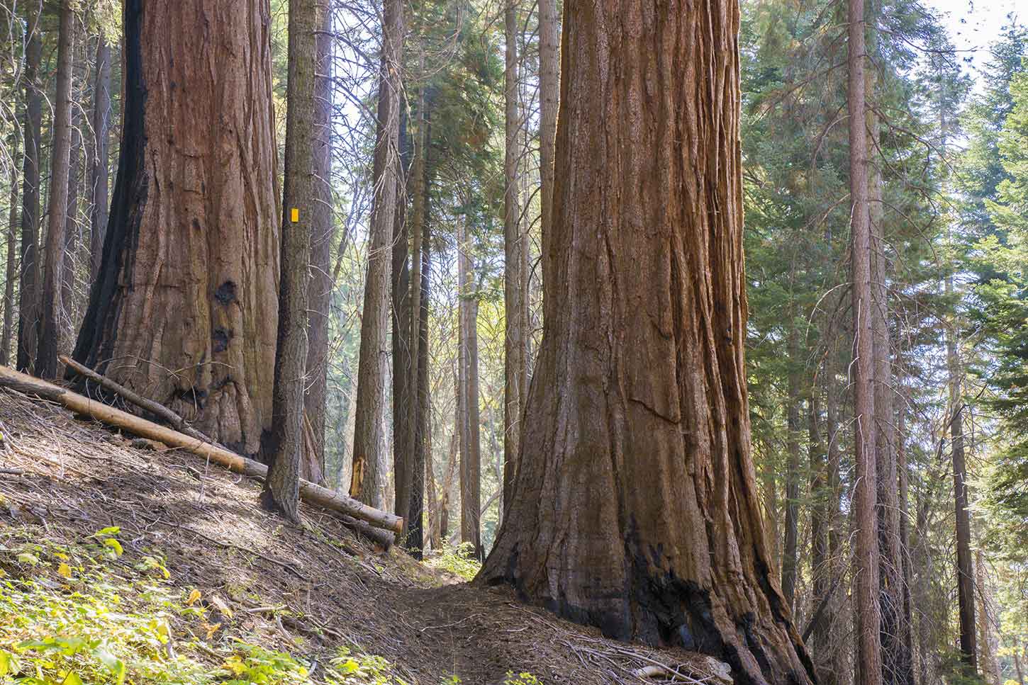 East Fork Grove