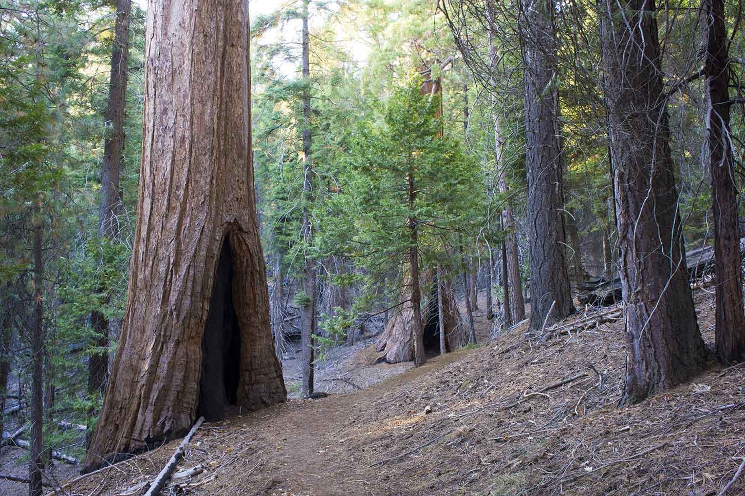 East Fork Grove