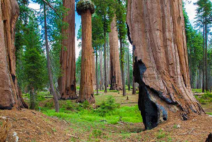 The Giant Forest Area