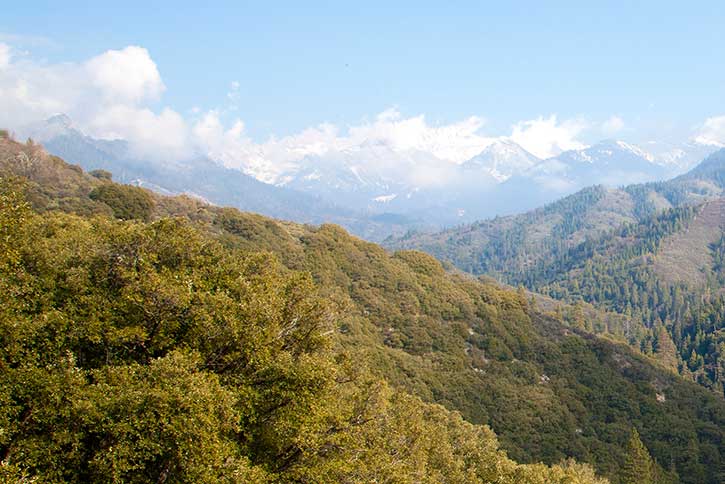 The Giant Forest Area