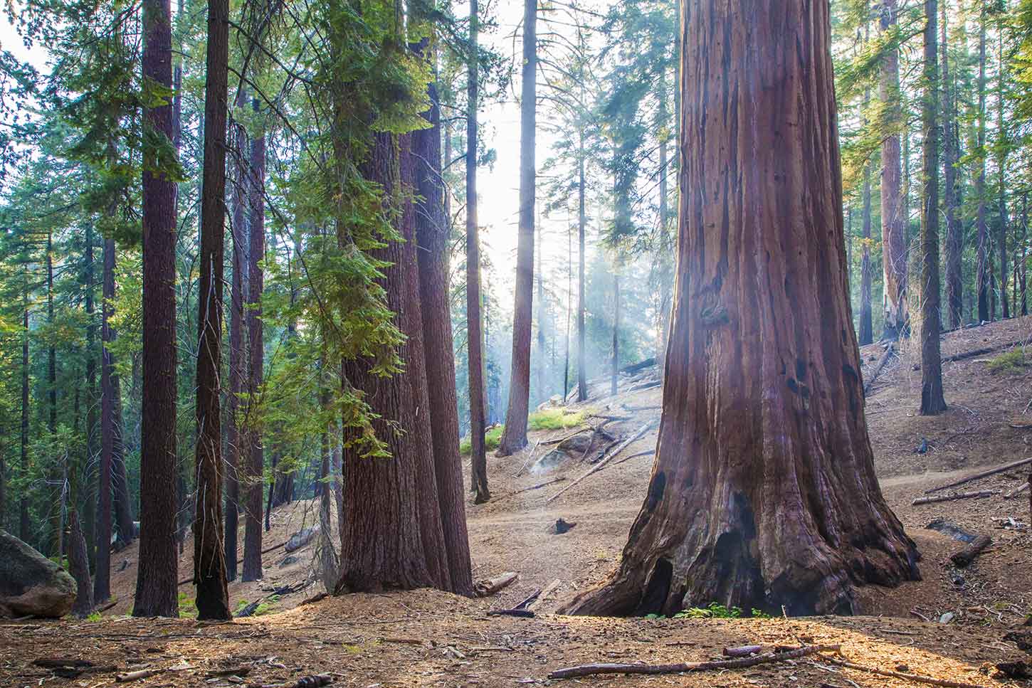 The Grant Grove area