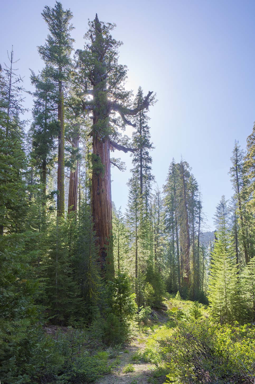 Little Boulder Creek Grove