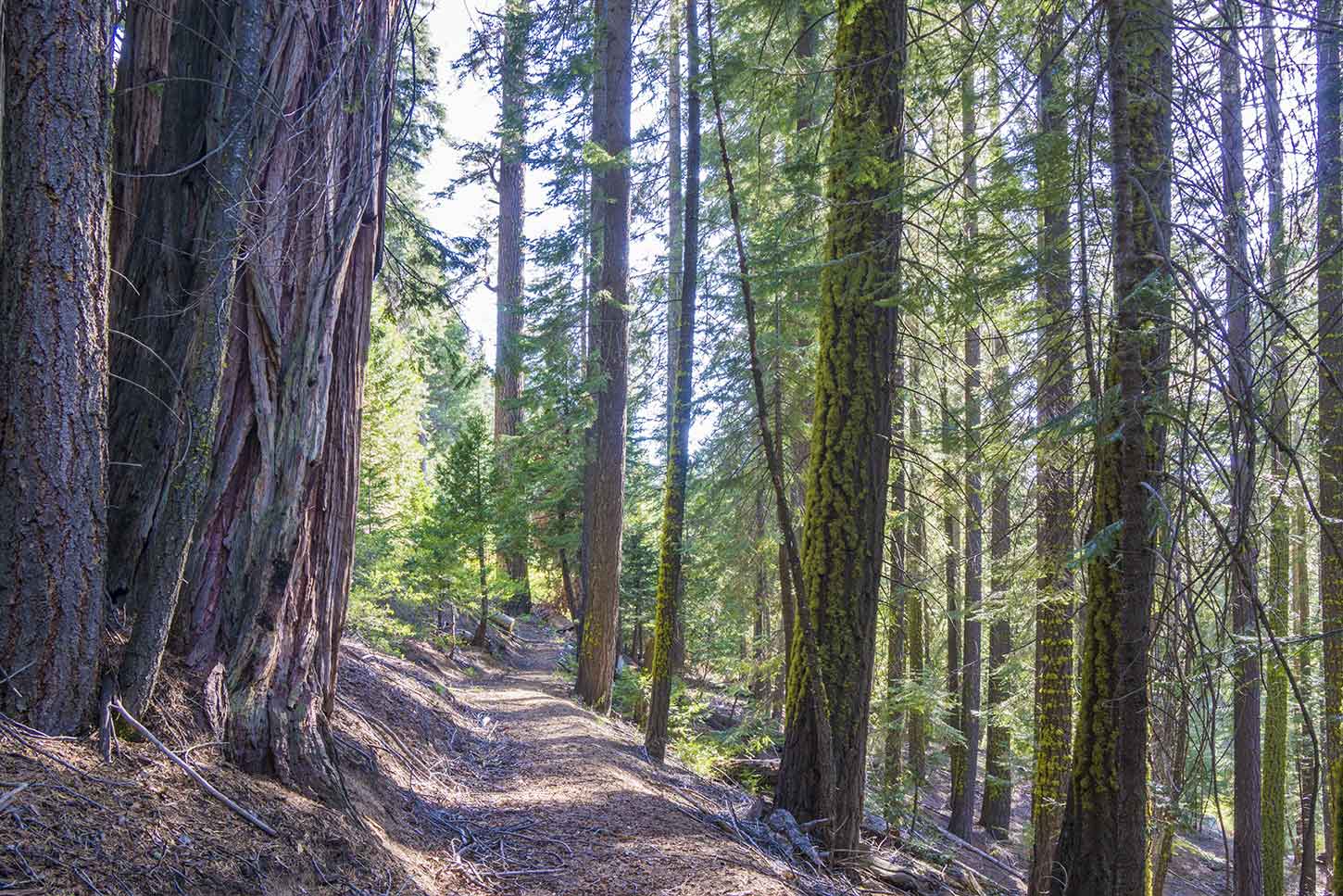 Little Boulder Creek Grove