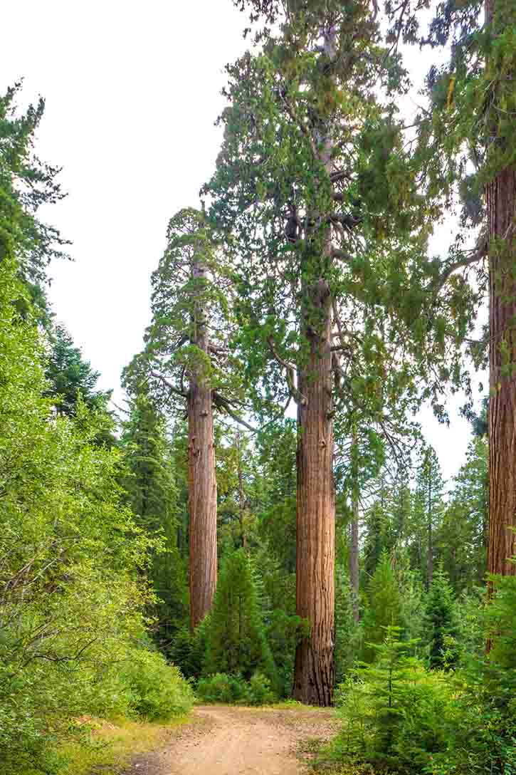 Lockwood Grove