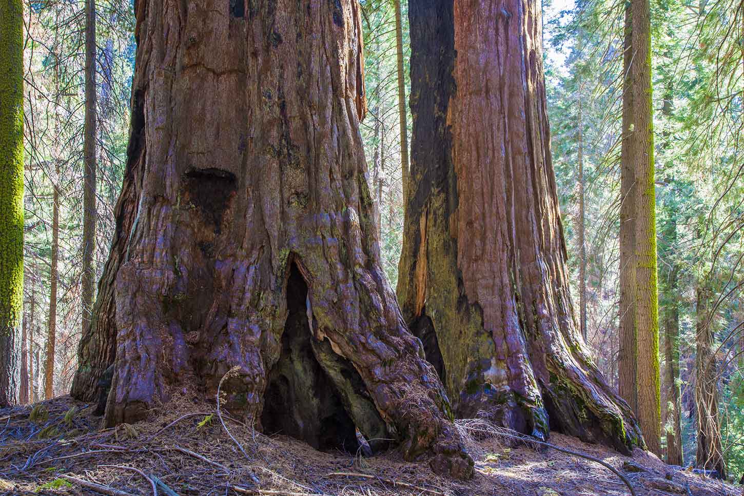 Redwood Mountain Grove