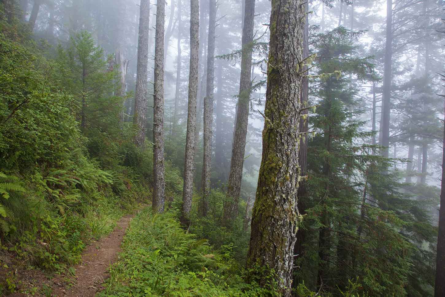 The Lost Coast Trail, Sinkyone Wilderness section