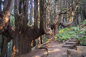 Sinkyone Wilderness State Park