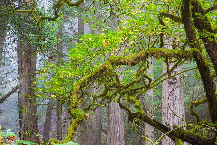 Sinkyone Wilderness State Park