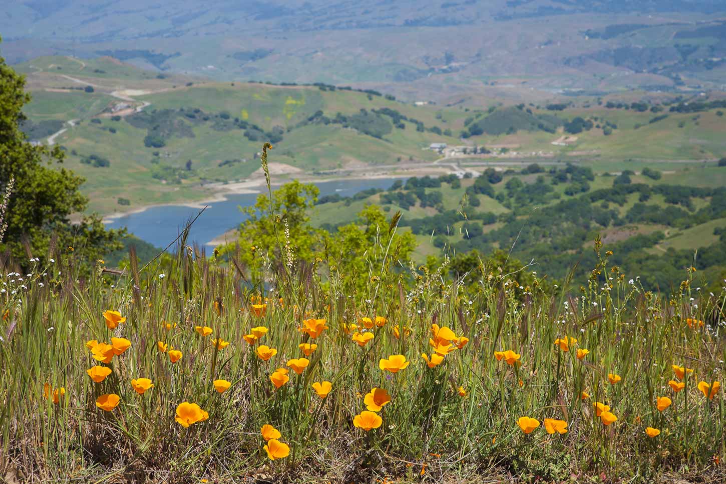 Calero County Park