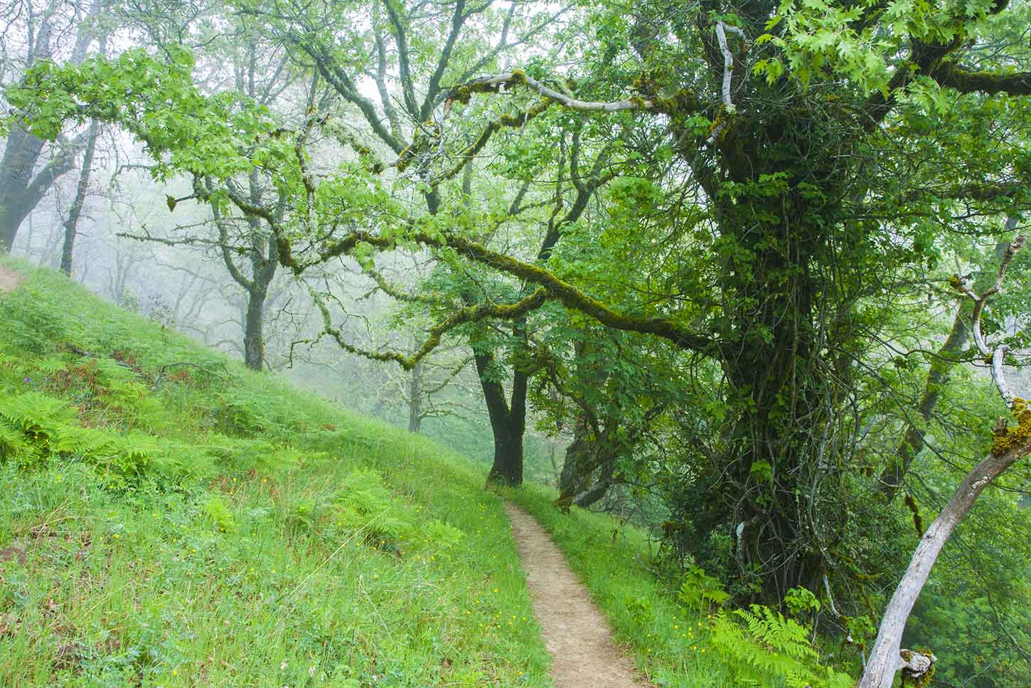 The Saratoga Gap and Ridge Trail Loop