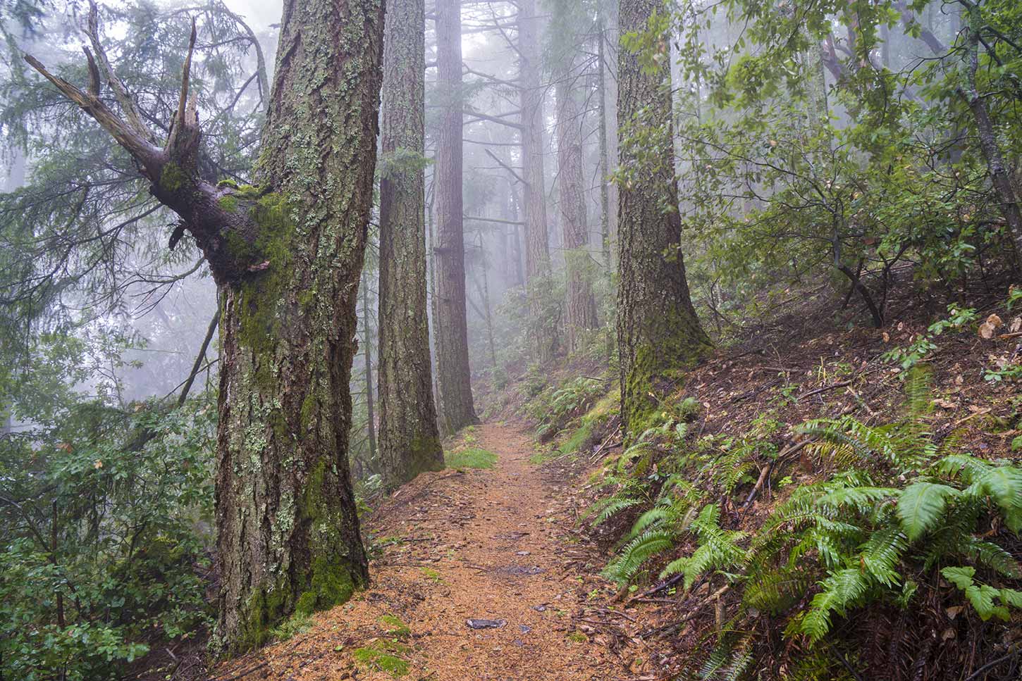 The Skyline Trail