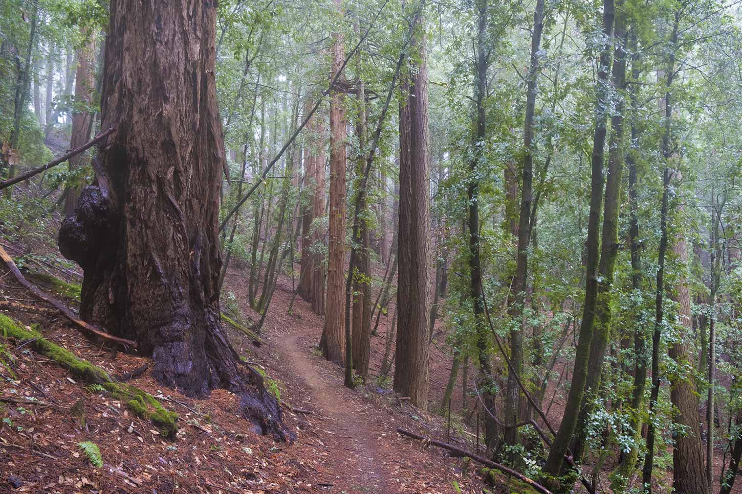 The Skyline Trail