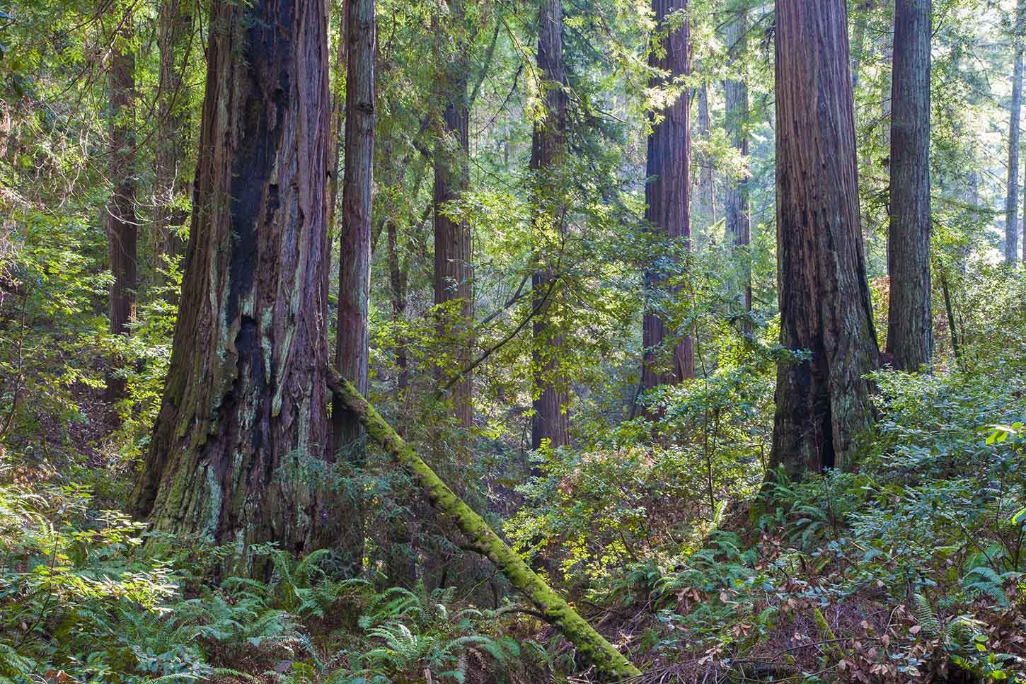 The Pioneer Tree Trail