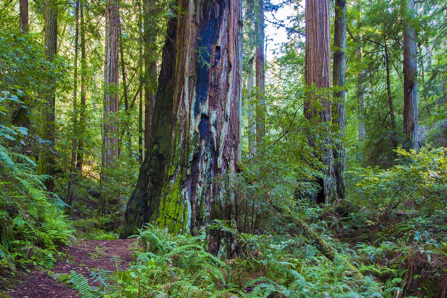The Pioneer Tree Trail