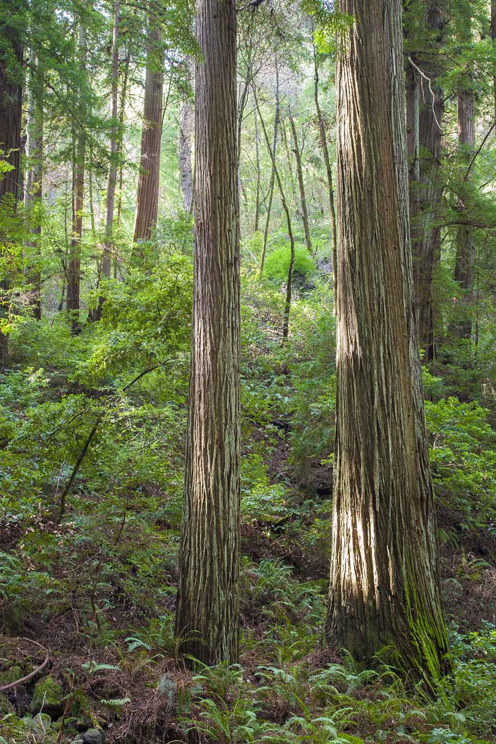 The Pioneer Tree Trail