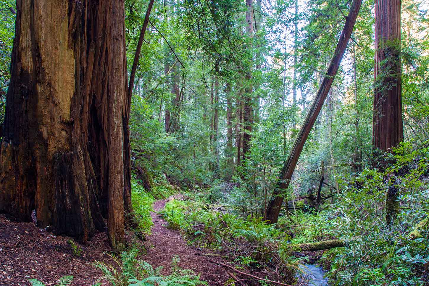 The Pioneer Tree Trail