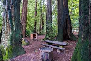 Samuel P. Taylor State Park